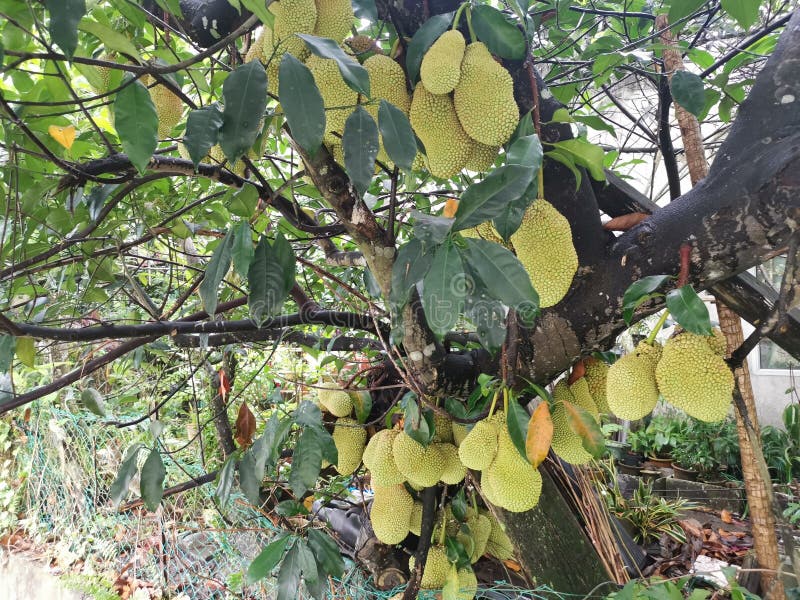 Artocarpus Integer Fruits Sprouting from the Trunk of the Tree. Stock ...