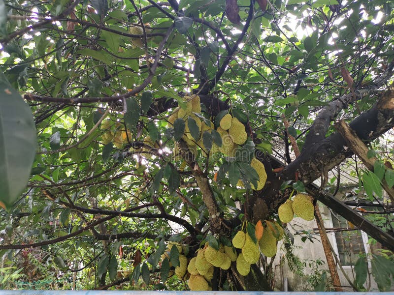 Artocarpus Integer Fruits Sprouting from the Trunk of the Tree. Stock ...