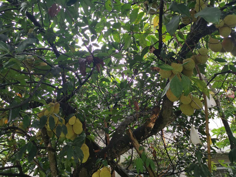Artocarpus Integer Fruits Sprouting from the Trunk of the Tree. Stock ...