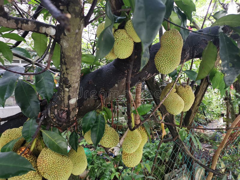 Artocarpus Integer Fruits Sprouting from the Trunk of the Tree. Stock ...