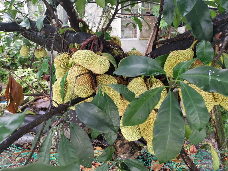 Artocarpus Integer Fruits Sprouting from the Trunk of the Tree. Stock ...