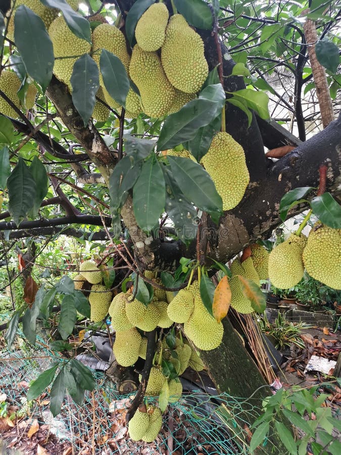 Artocarpus Integer Fruits Sprouting from the Trunk of the Tree. Stock ...