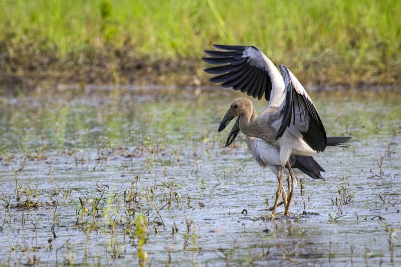 Image of Asian Openbill Stork on Natural Background. Stock Photo ...