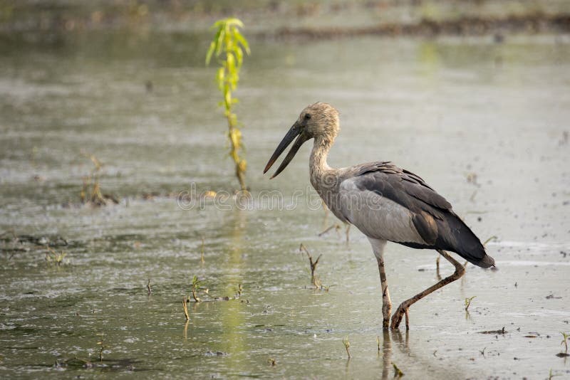 Image of Asian Openbill Stork on Natural Background. Stock Photo ...