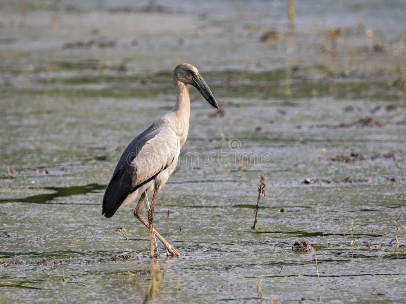 Image of Asian Openbill Stork on Natural Background. Stock Photo ...