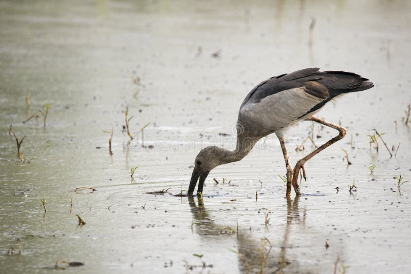 Image of Asian Openbill Stork on Natural Background. Stock Image ...