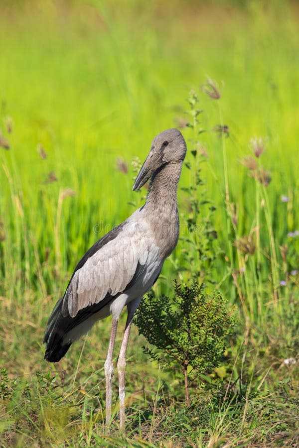 Image of Asian Openbill Stork on Natural Background. Stock Photo ...