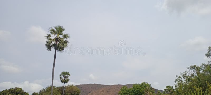 The Image of Asian Palm Tree and Mountain Stock Image - Image of palm ...