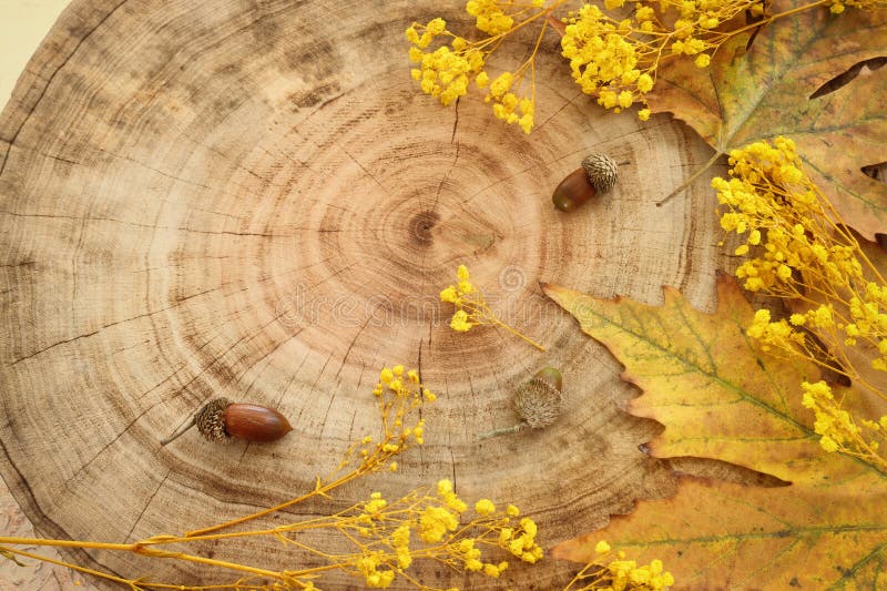 Image of Autumn Leaves Close Up Over Tree Trunk Background Stock Image ...