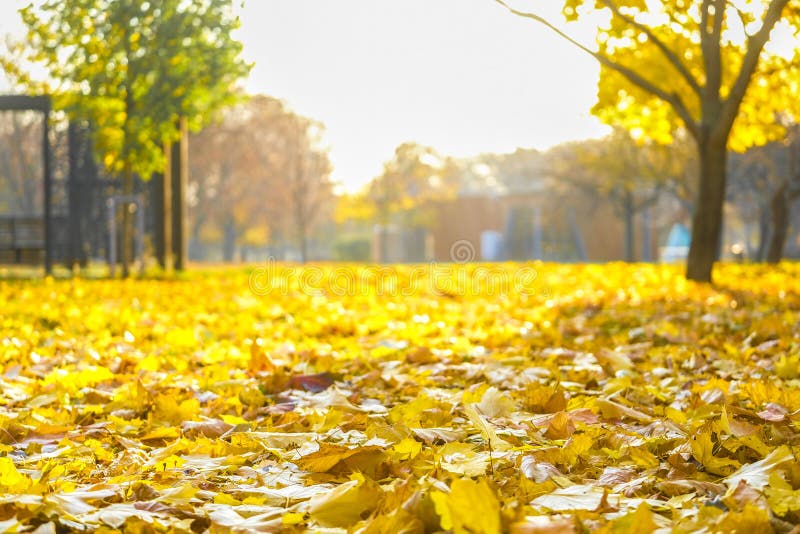 Autumn leaves at sunset stock photo. Image of scenic - 129711890