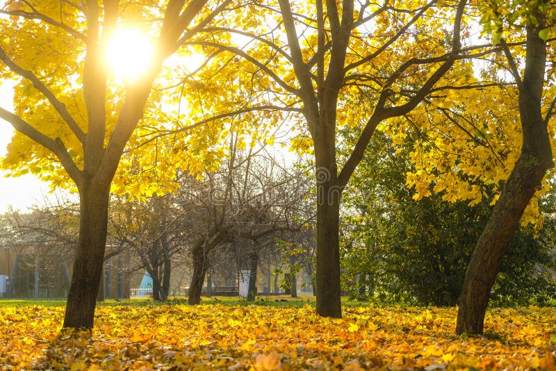 Autumn leaves at sunset stock image. Image of nature - 130491221