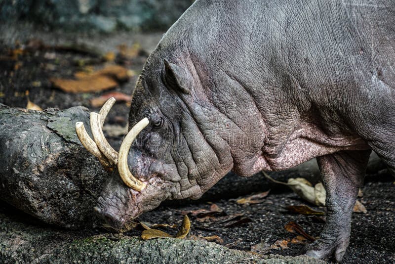 Image of babirusa of wild stock photo. Image of mammal - 177401960