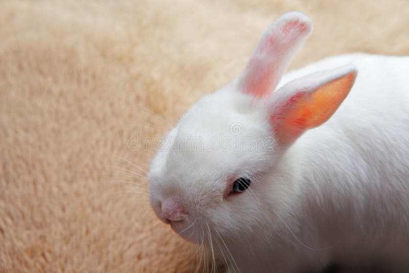 Image of Baby Rabbit Animal Stock Image - Image of portrait, healthy ...