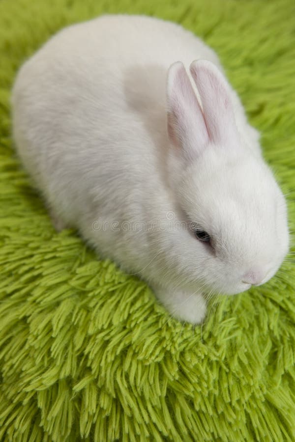 Image of Baby Rabbit Animal Stock Photo - Image of hare, decorative ...