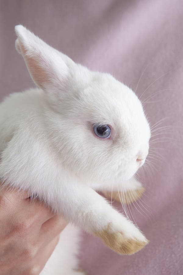 Image of Baby Rabbit Animal Stock Image - Image of natural, beautiful ...