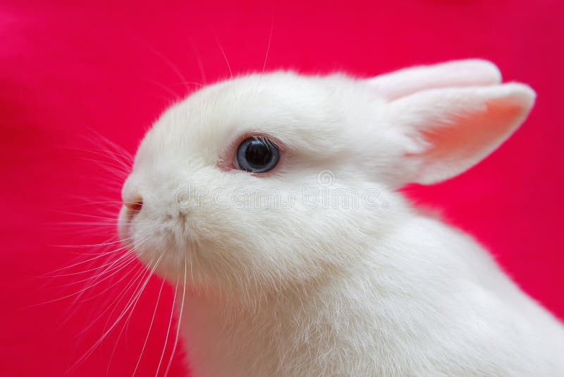 Image of Baby Rabbit Animal Stock Image - Image of attractive, blue ...