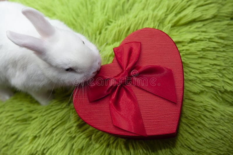Image of baby rabbit box stock image. Image of mini - 198156835