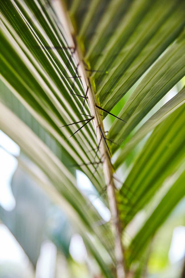 Backbone of a Palm Tree Looking Plant with Spines on the Underside How ...
