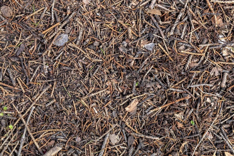 Background Created Using Pine Tree Pieces Stock Image - Image of brown ...