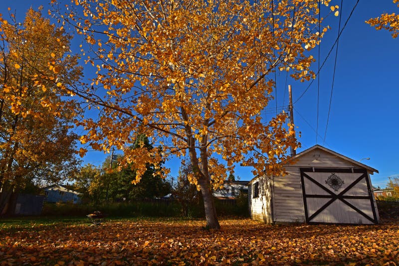 Backyard in Autumn stock image. Image of leaves, foliage - 101904671
