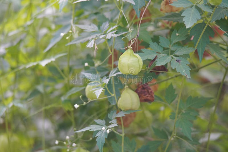 Balloon Vine Swaying in the Wind Stock Image - Image of shrub, autumn ...