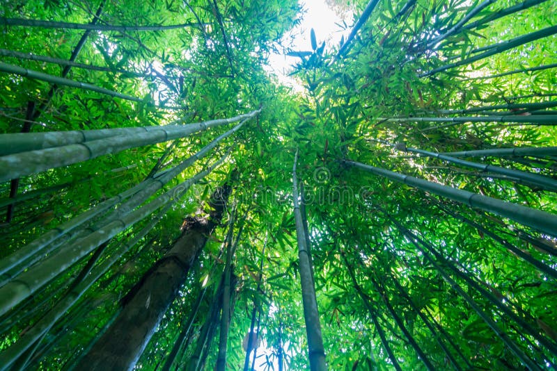 Image of Bamboo Forest Taken from Below Stock Photo - Image of ...