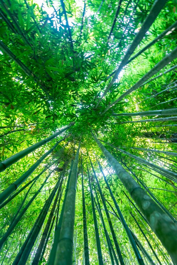 Image of Bamboo Forest Taken from Below Stock Photo - Image of lush ...