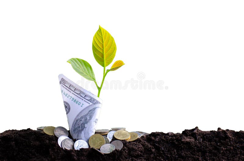 Image of Bank Notes Rolled Money Tree Isolate Stock Photo - Image of ...