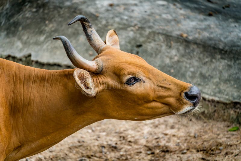 Banteng, wild cattle stock photo. Image of horn, cattle - 99984440
