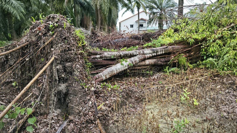 Banyan Roots Strangler or Wrapped Up the Palm Oil Tree Trunk. Stock ...