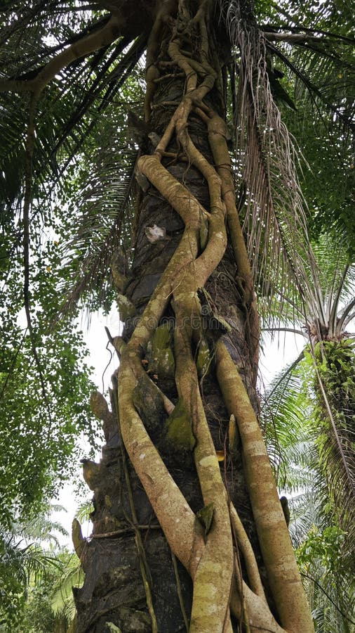 Banyan Roots Strangler or Wrapped Up the Palm Oil Tree Trunk. Stock ...