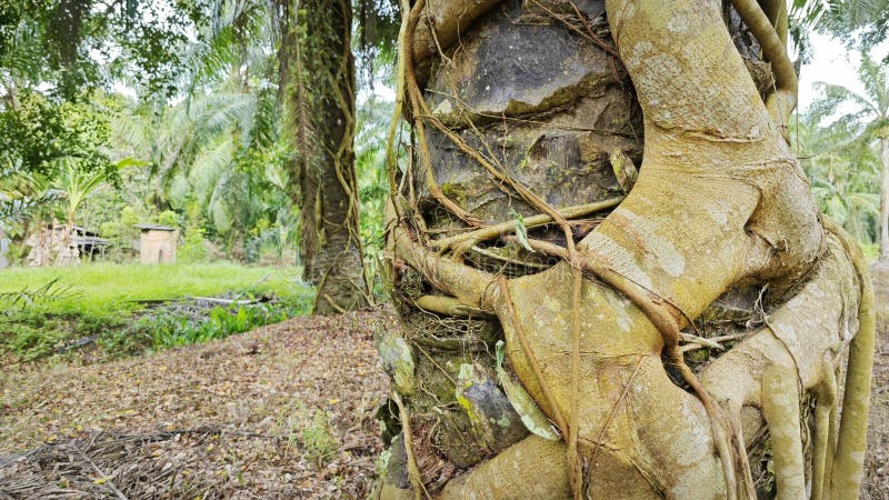 Banyan Roots Strangler or Wrapped Up the Palm Oil Tree Trunk. Stock ...