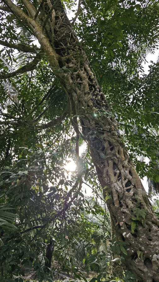 Banyan Roots Strangler or Wrapped Up the Palm Oil Tree Trunk. Stock ...