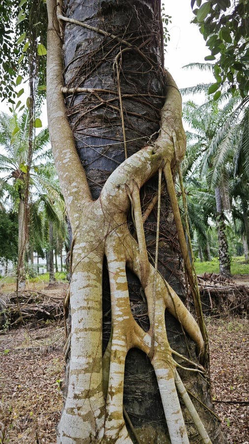 Banyan Roots Strangler or Wrapped Up the Palm Oil Tree Trunk. Stock ...