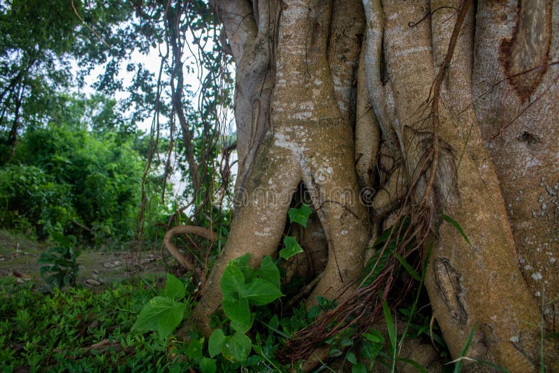 Image of a Bot Tree on the River Bank. a Wonderful View of the River ...