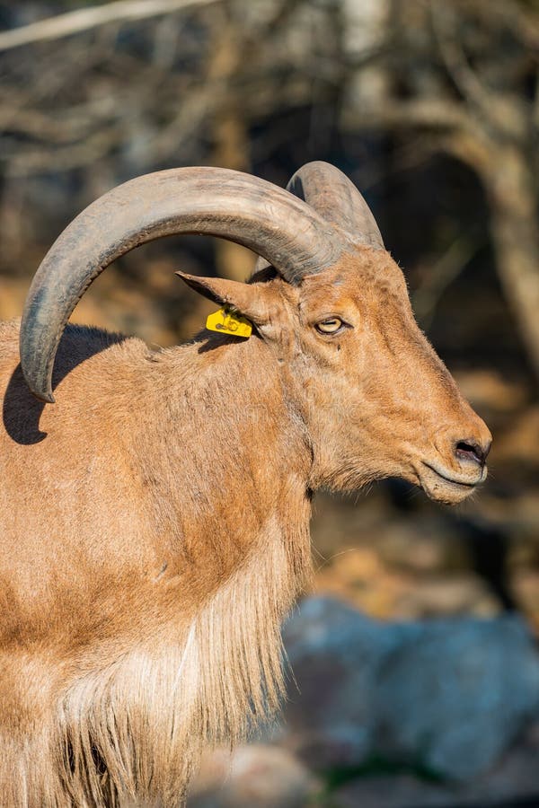 Image of Barbary Sheep stock photo. Image of park, ammotragus - 247379270