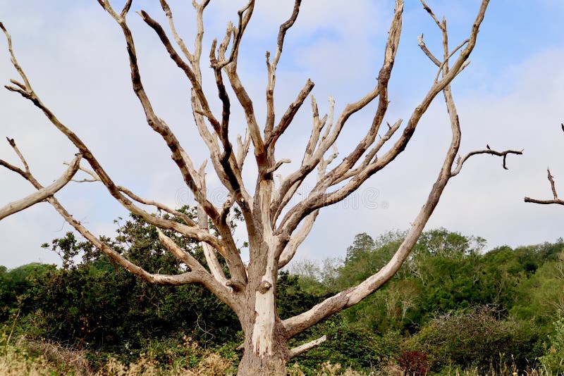 A Dead Tree on a Nature Reserve Stock Photo - Image of wight, bare ...