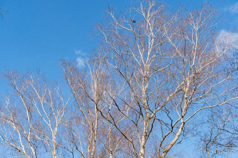 Image of Bare Deciduous Trees Against Blue Sky with a Few Clouds Open ...