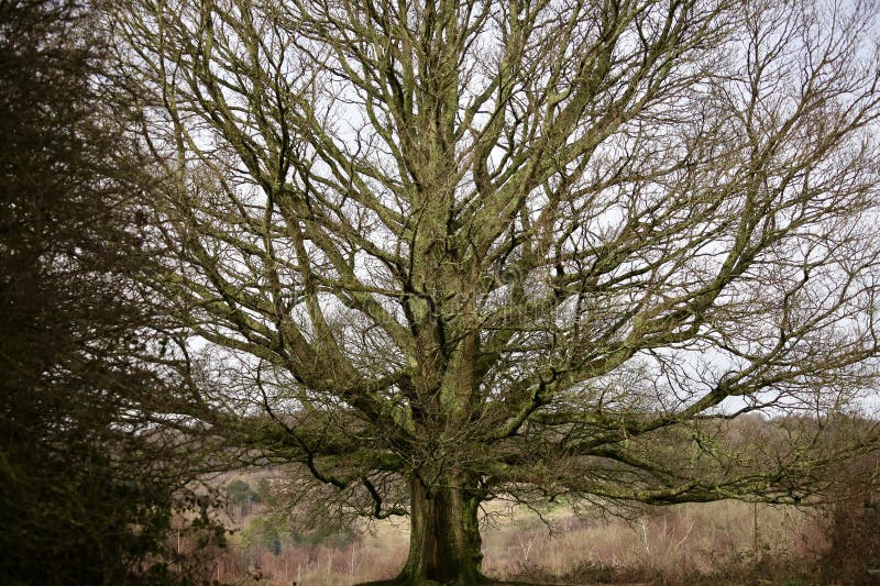 Oak tre in winter stock photo. Image of tree, landscapes - 307754350