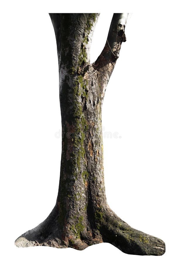Image of the Base of an Tree Stock Image - Image of summer, brown ...