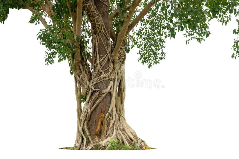 Base of Tree Trunk with Hole and Water Stock Image - Image of hollow ...