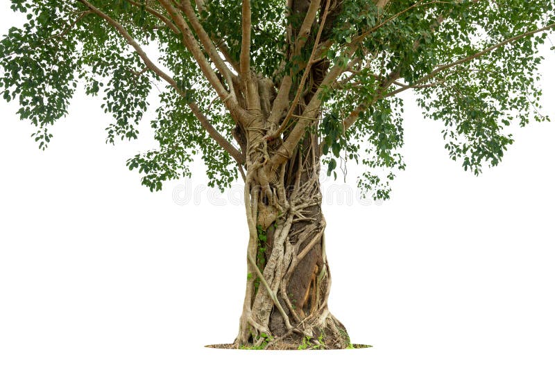 Base of a tree stock image. Image of fall, trunk, nature - 403345