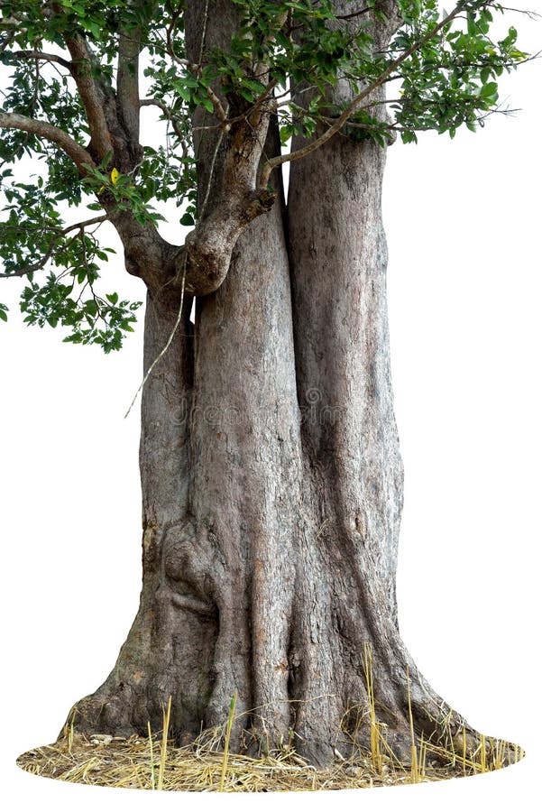 Image of the Base of an Tree on a White Background Stock Image - Image ...