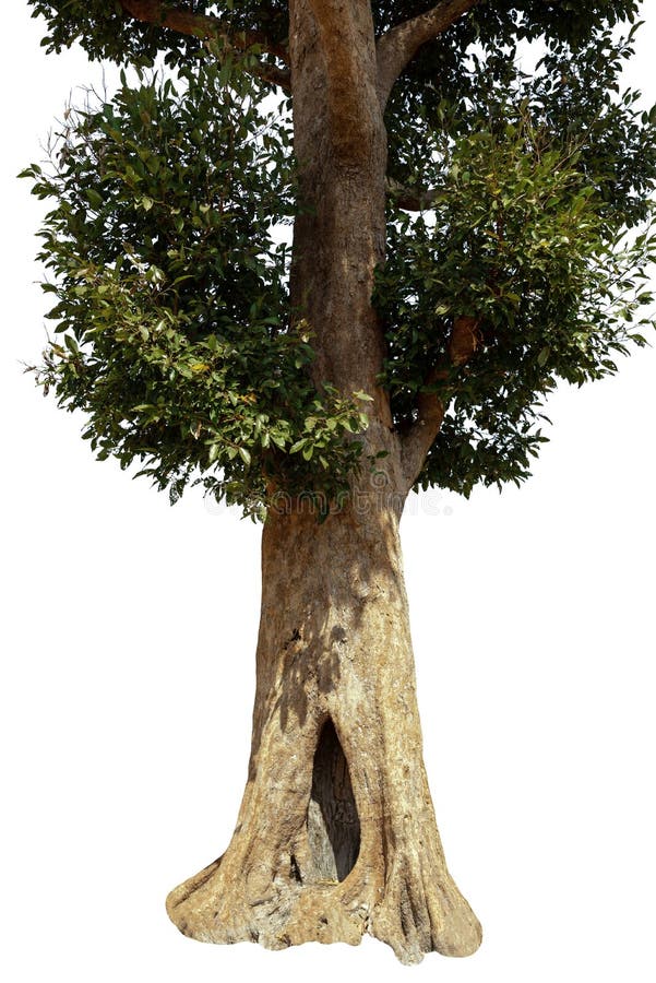 Base of a tree stock image. Image of fall, trunk, nature - 403345