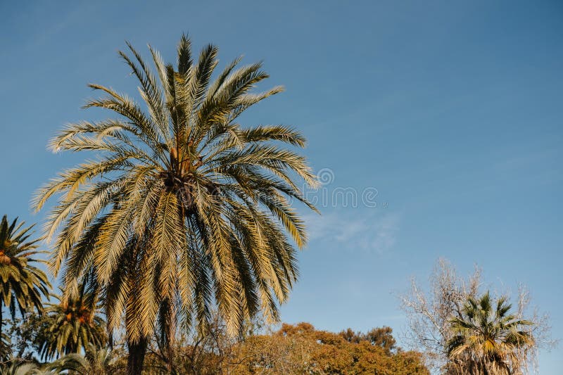Image of Beatiful Palm Trees in Park in Barcelona during Sunny Warm Day ...