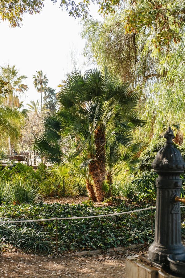 Image of Beatiful Palm Trees in Park in Barcelona during Sunny Warm Day ...