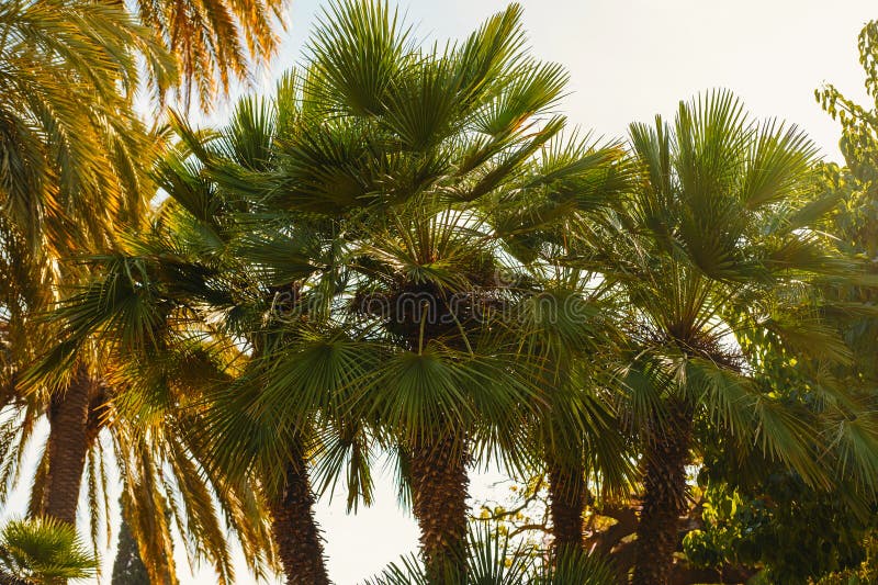 Image of Beatiful Palm Trees in Park in Barcelona during Sunny Warm Day ...