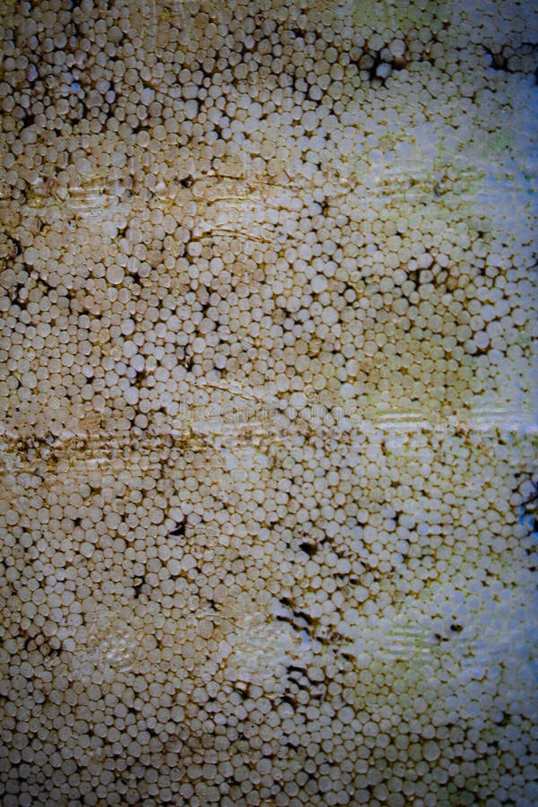 Image of Beautiful Abstract Light White and Yellow Rough Old ...