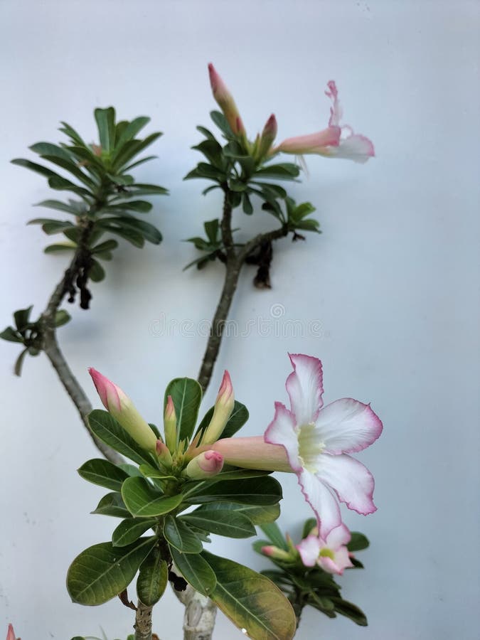 Image of Beautiful Adenium Flowers at Front Garden Stock Photo - Image ...