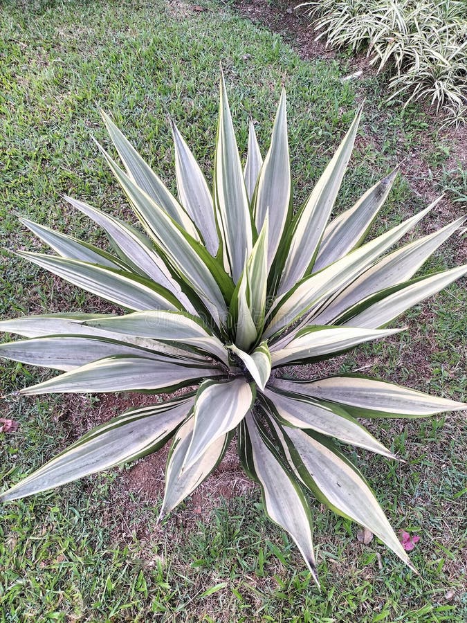 Image of Beautiful Agave Plant at Front Garden Stock Photo - Image of ...